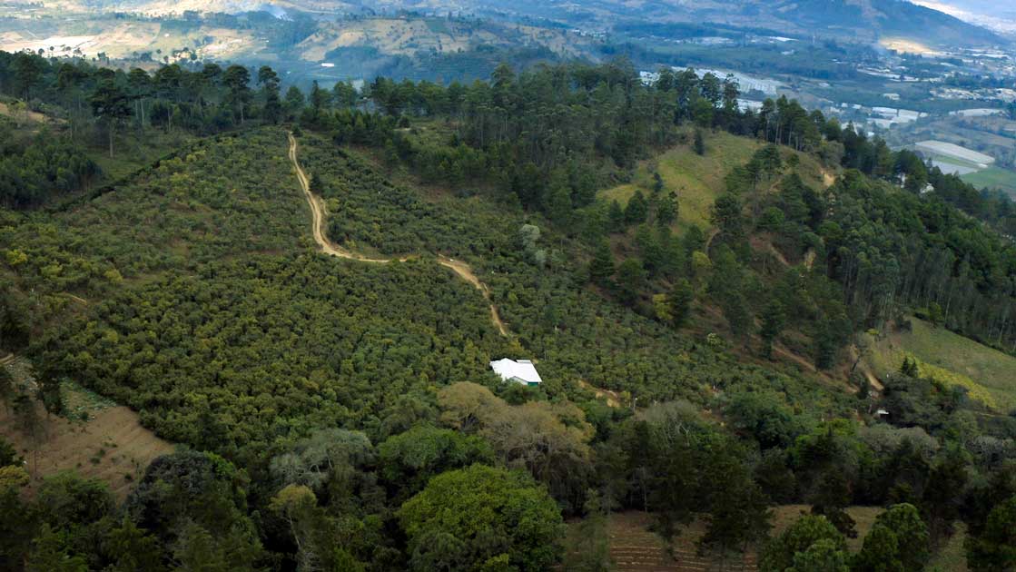 Aliar – Fresh Produce